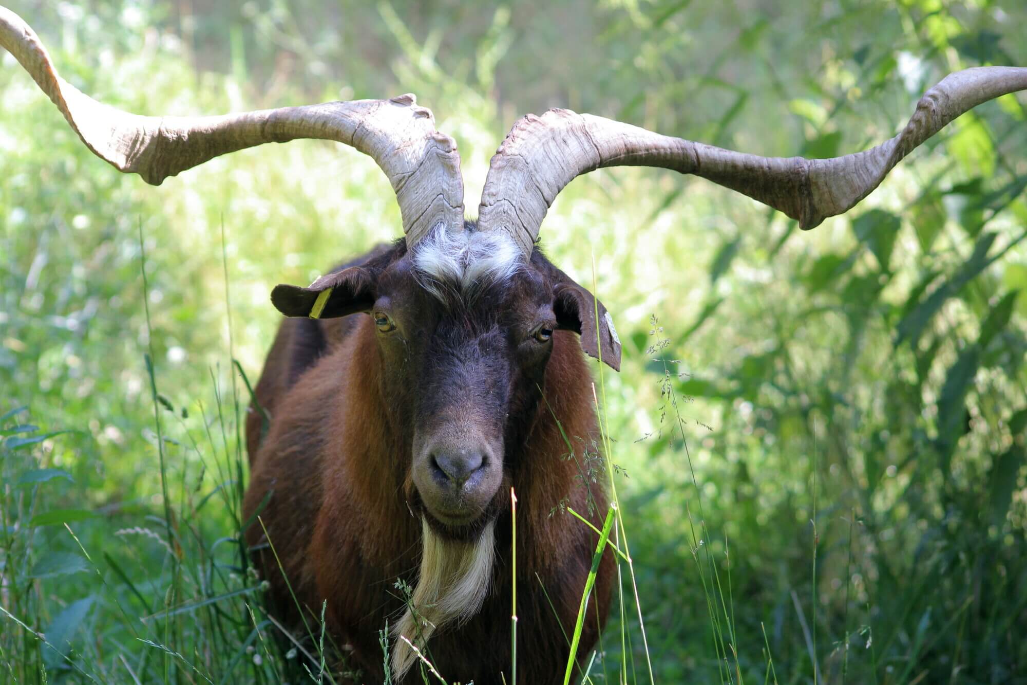 Parc Animalier de Gramat - Chèvre du Rove
